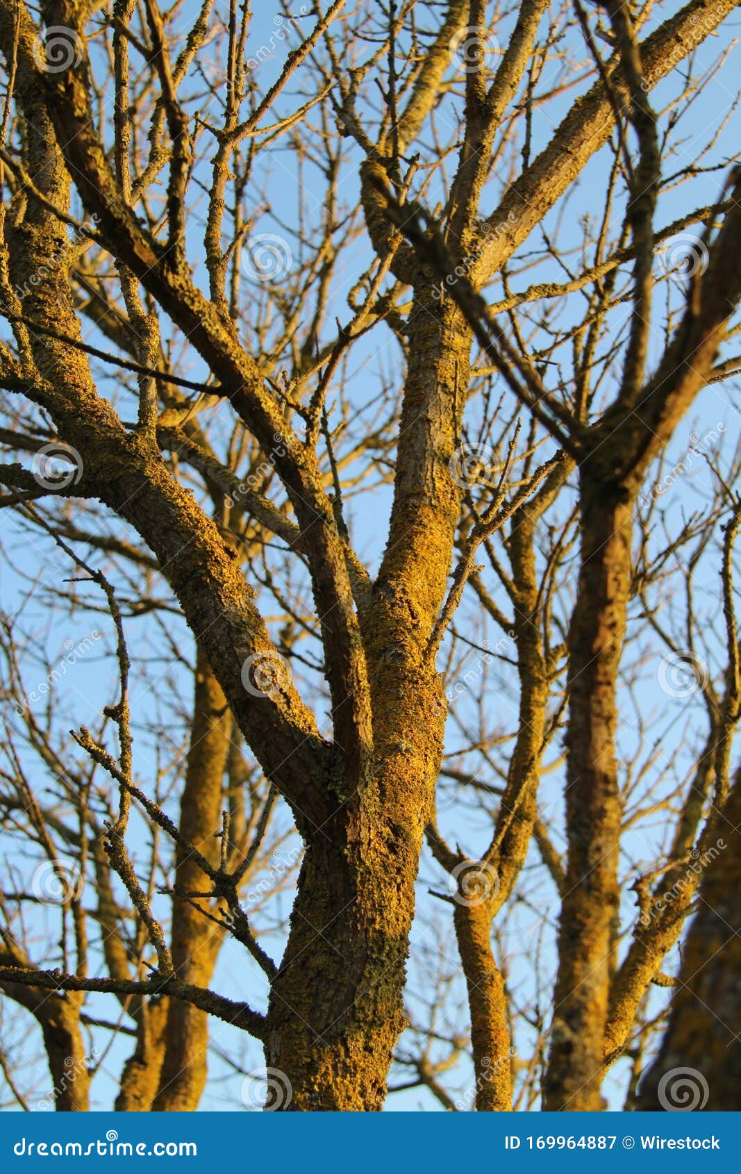 Vertical Shot of Beautiful Dried Tree Trunks with the Blue Sky in the ...