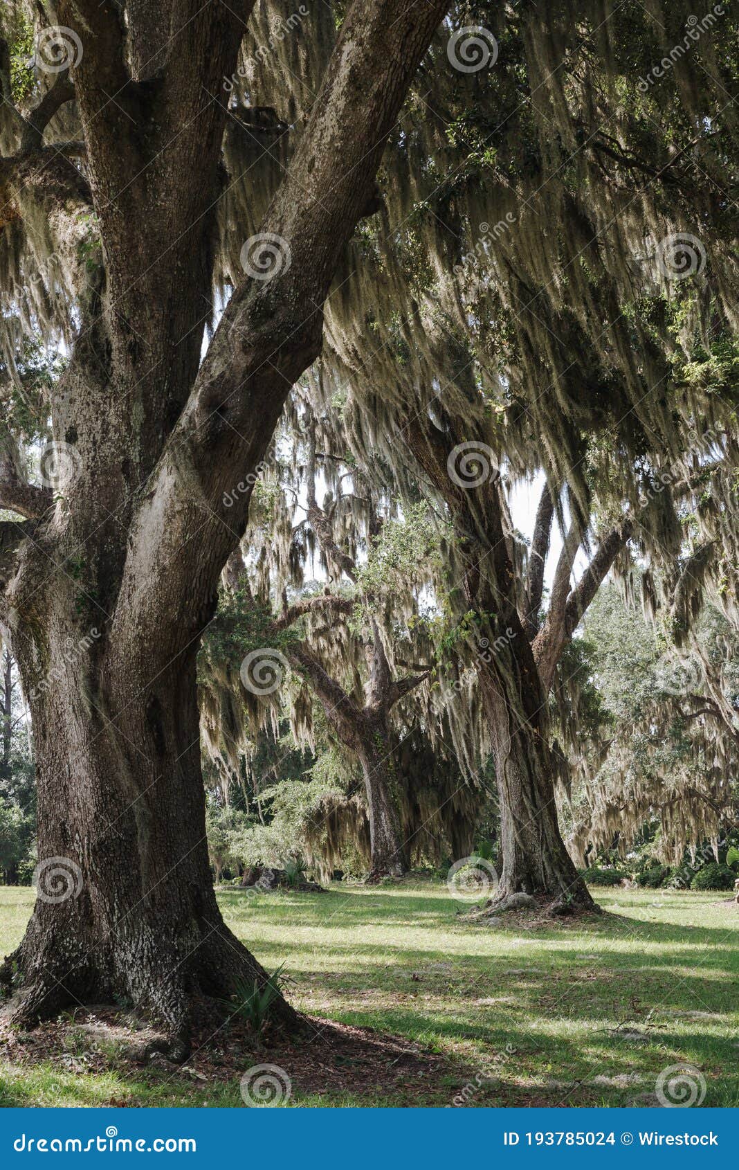 Vertical Shot of Beautiful Droopy Trees in a Forest Stock Photo - Image ...