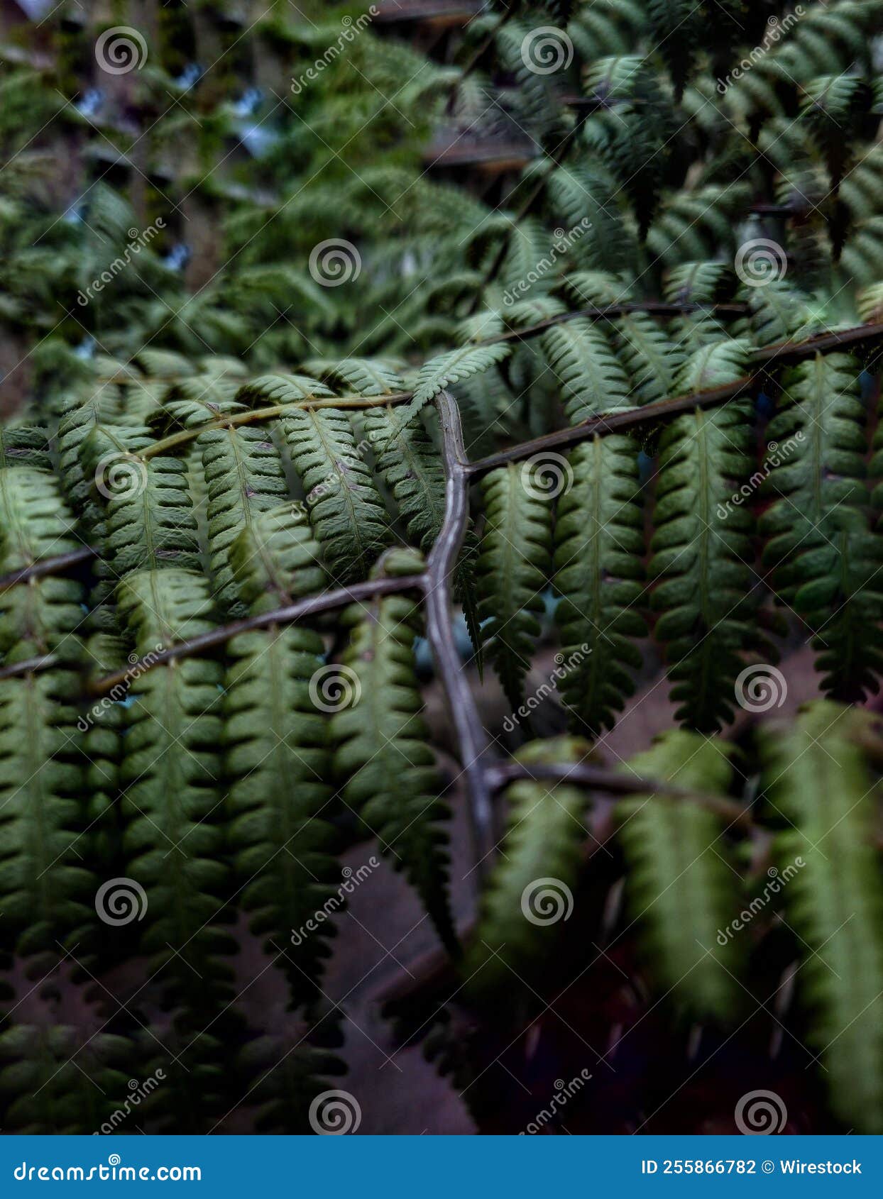 Vertical Shot of a Beautiful Fern Branch Stock Photo - Image of ...