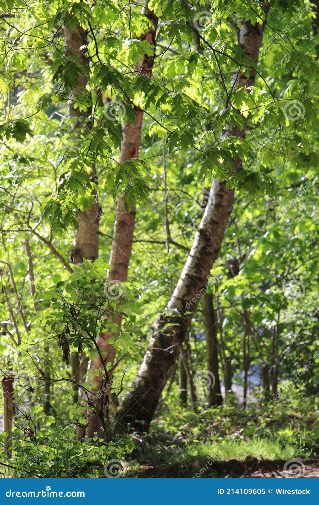 Vertical Shot of a Beautiful Green Park with Sun Rays Breaking through ...