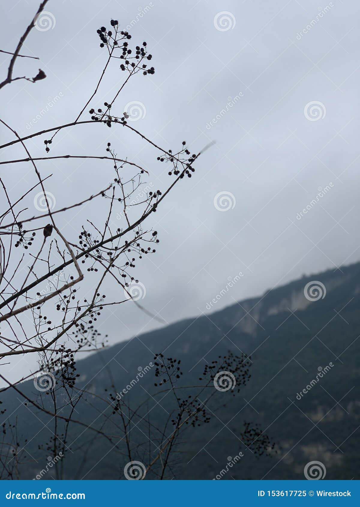 Vertical Shot of a Beautiful Hill with Tree Branches on the Side Stock ...
