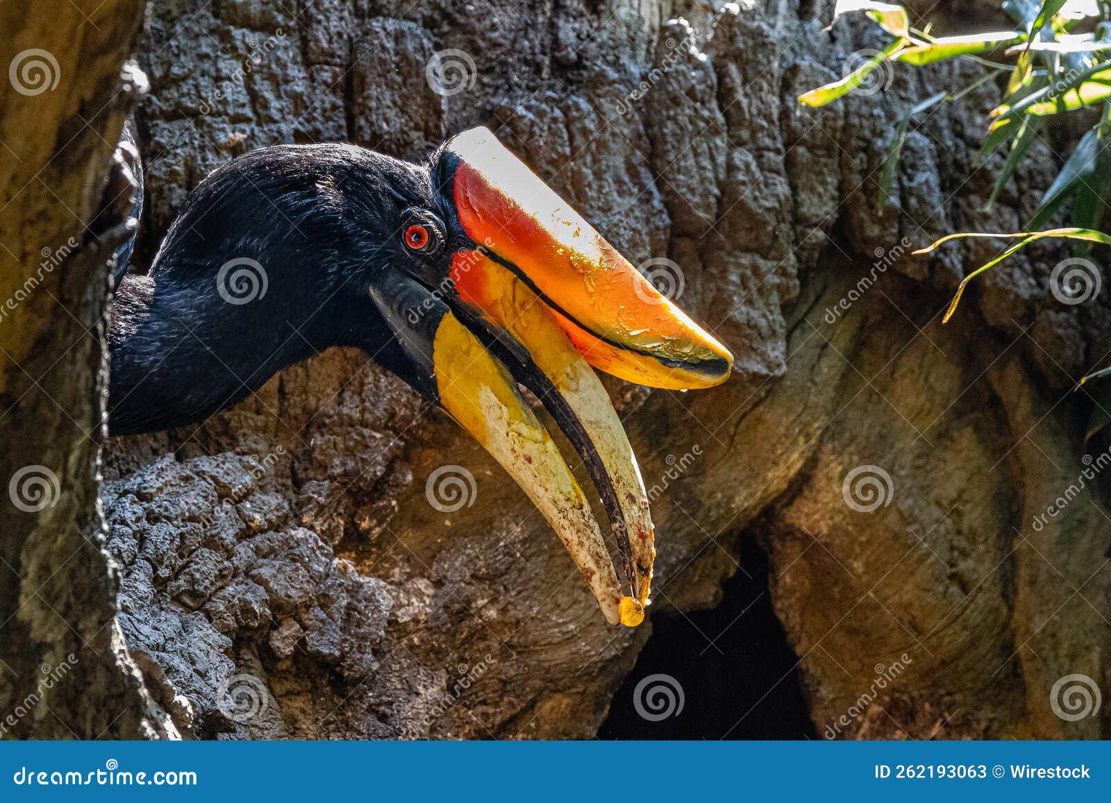 Vertical Shot of a Beautiful Hornbill with a Long Beak on the Forest ...