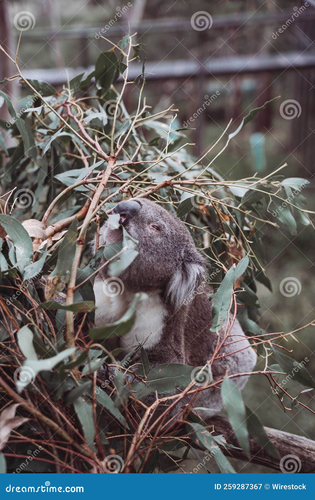 Vertical Shot of a Beautiful Koala on the Branch of a Tree Stock Image ...
