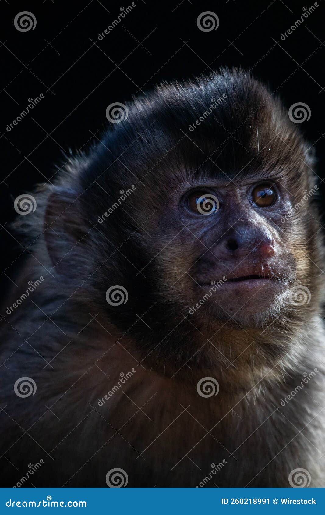 Vertical Shot of a Beautiful Monkey on the Black Background Stock Image ...