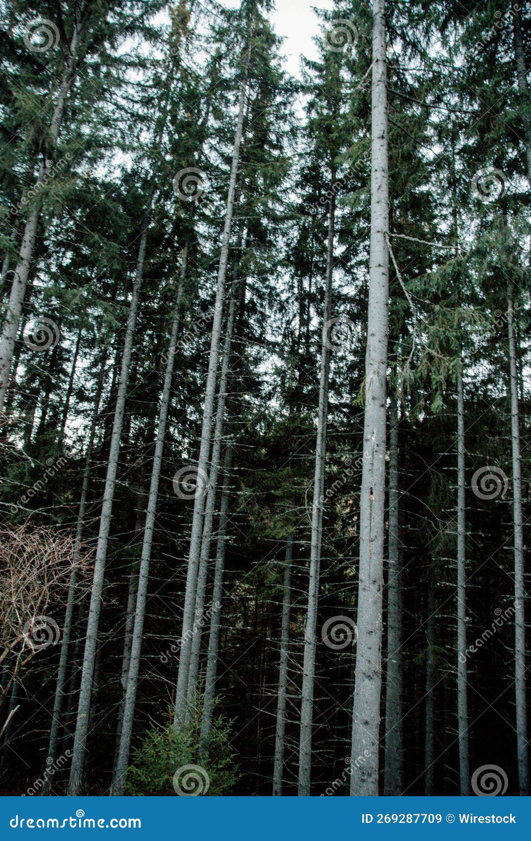 Vertical Shot of a Beautiful Pine Tree Forest Perfect for Wallpapers ...