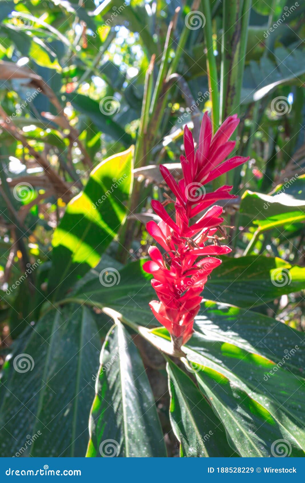 Vertical Shot of a Beautiful Pink Alpinia Surrounded by Greenery Stock ...