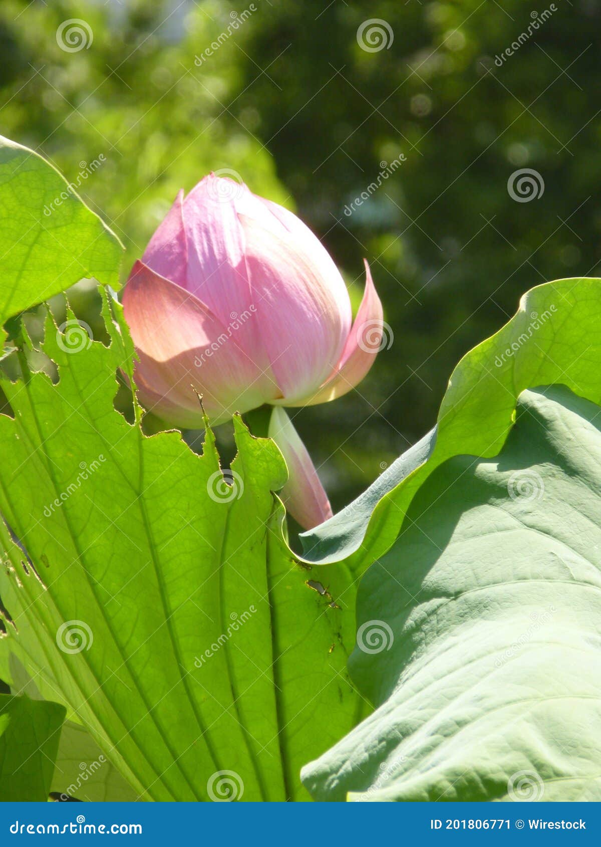 Vertical Shot of Beautiful Pink Lotus Under the Sunlight Stock Image ...