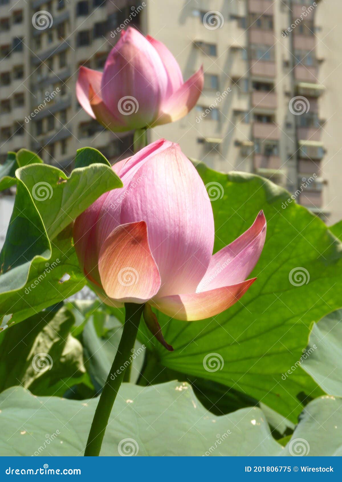 Vertical Shot of Beautiful Pink Lotus Under the Sunlight Stock Image ...