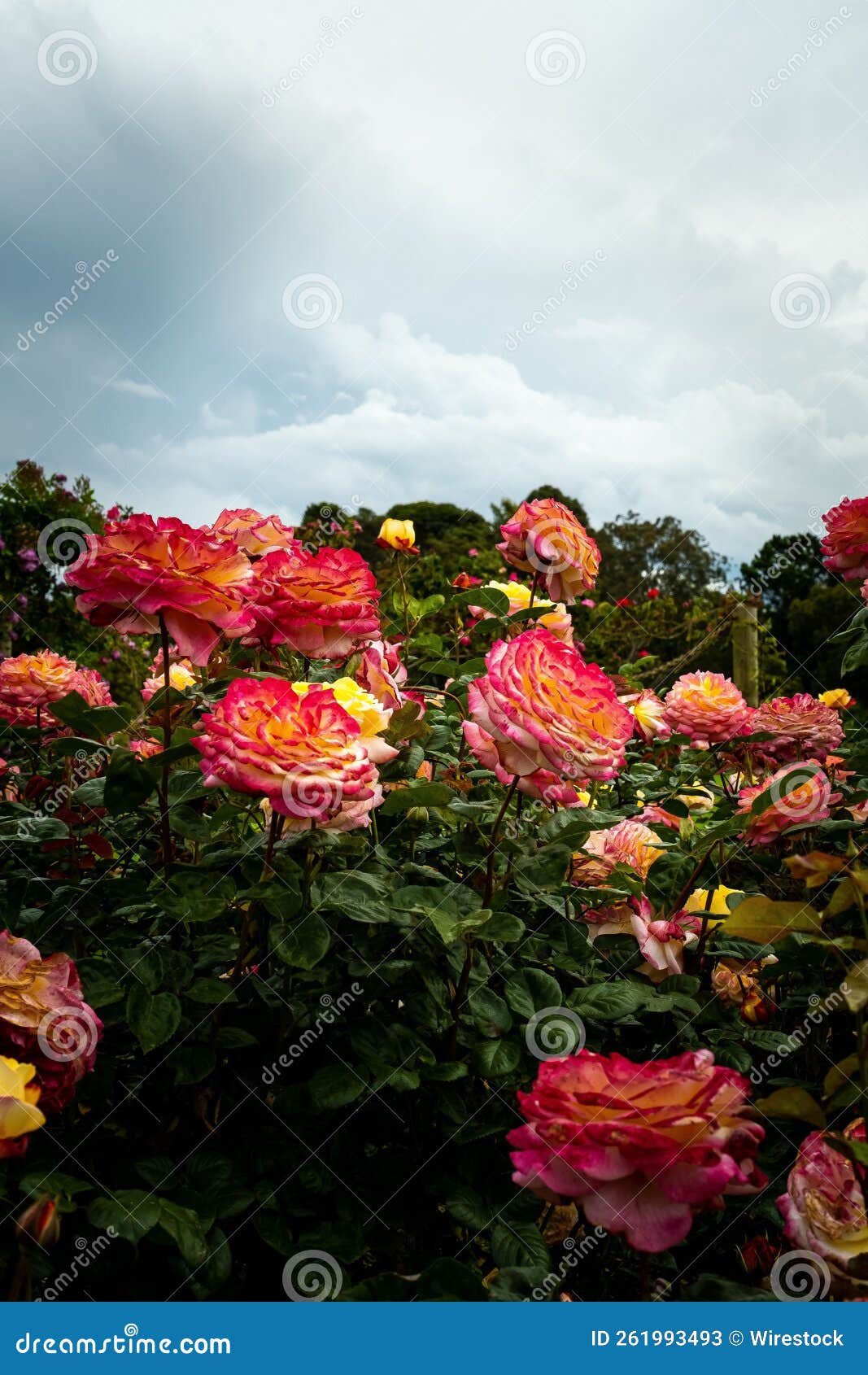 Vertical Shot of Beautiful Pink Roses in a Garden Stock Image - Image ...