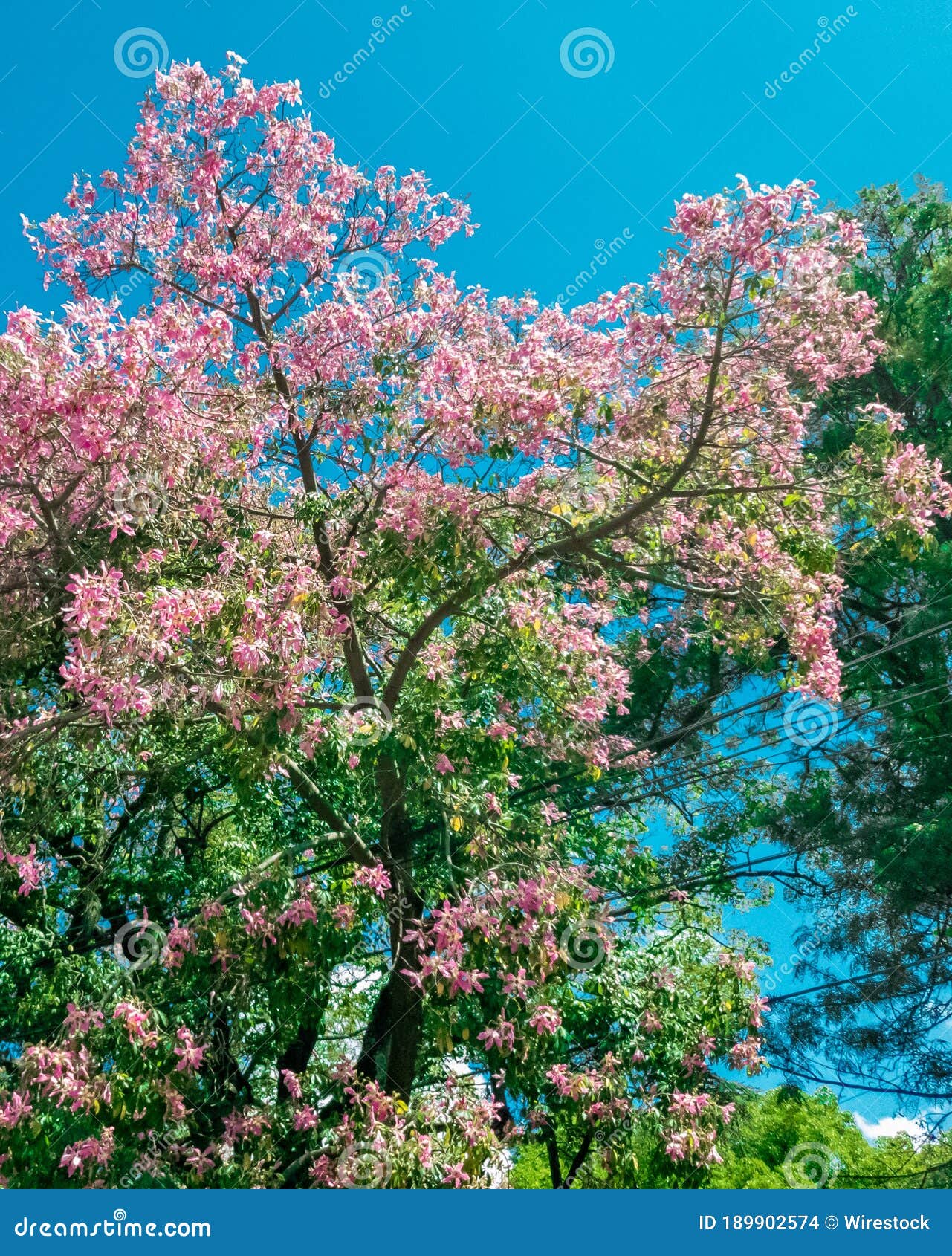 Vertical Shot of Beautiful Pink Silk Floss Tree during Daylight Stock ...