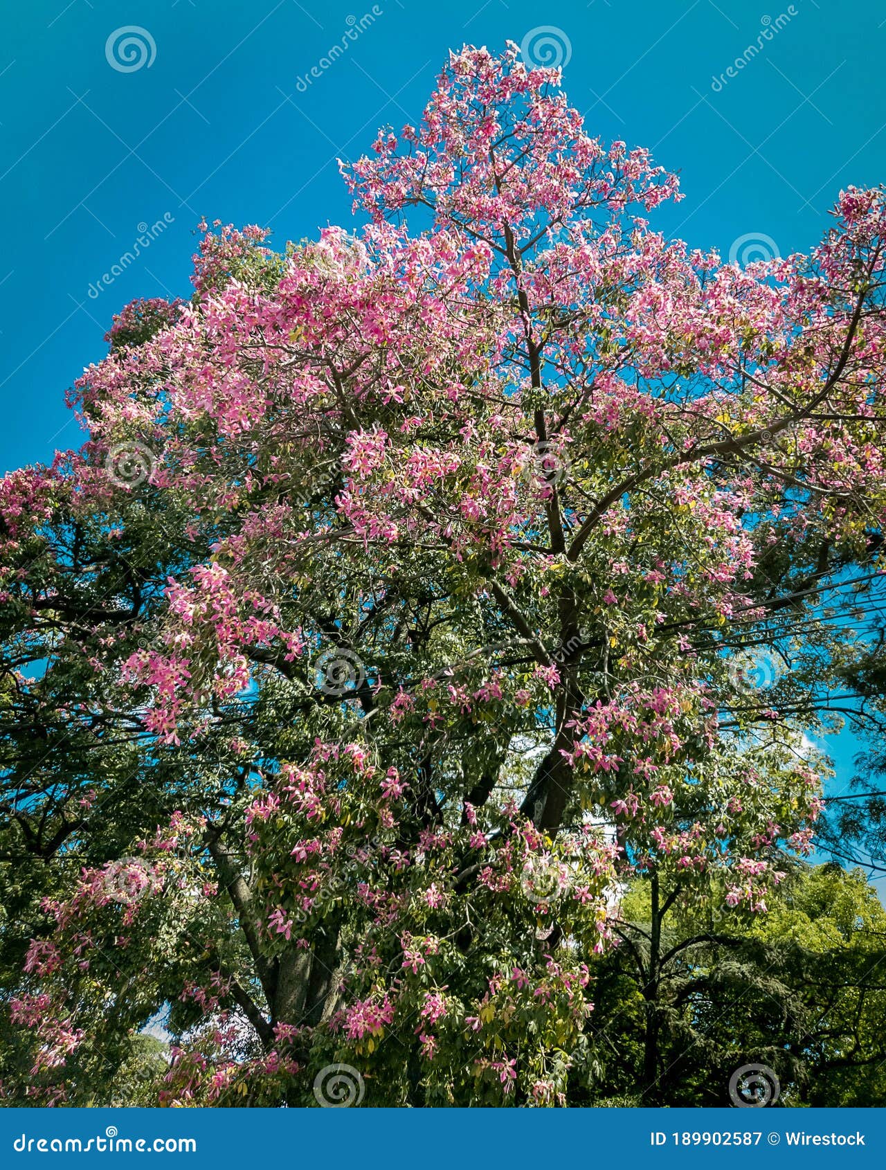 Vertical Shot of Beautiful Pink Silk Floss Tree during Daylight Stock ...