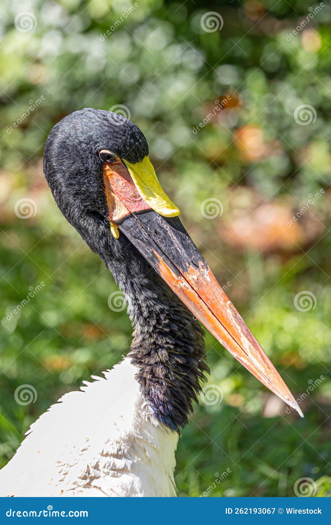 Vertical Shot of a Beautiful Stork with a Long Beak on the Forest Stock ...