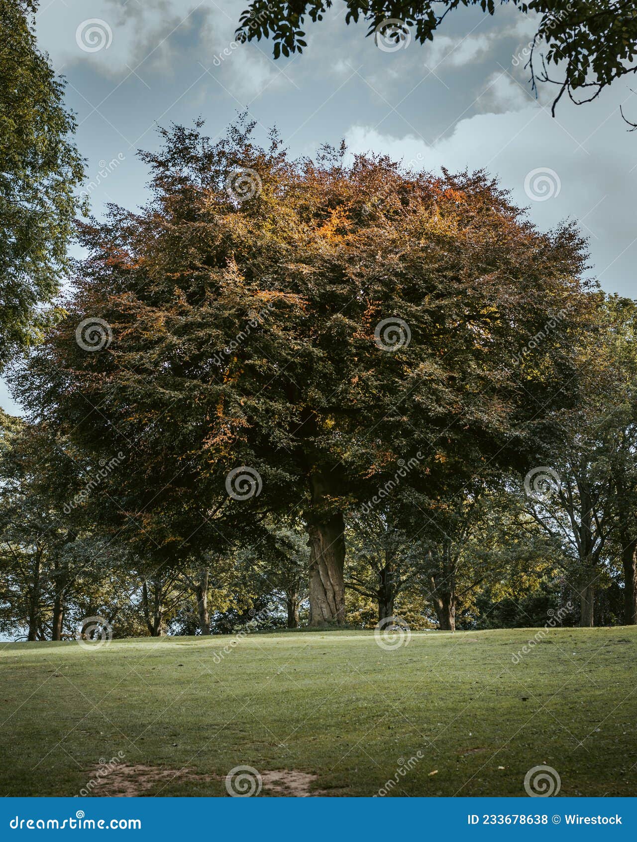 Vertical Shot of a Beautiful Tree in the Forest Stock Photo - Image of ...