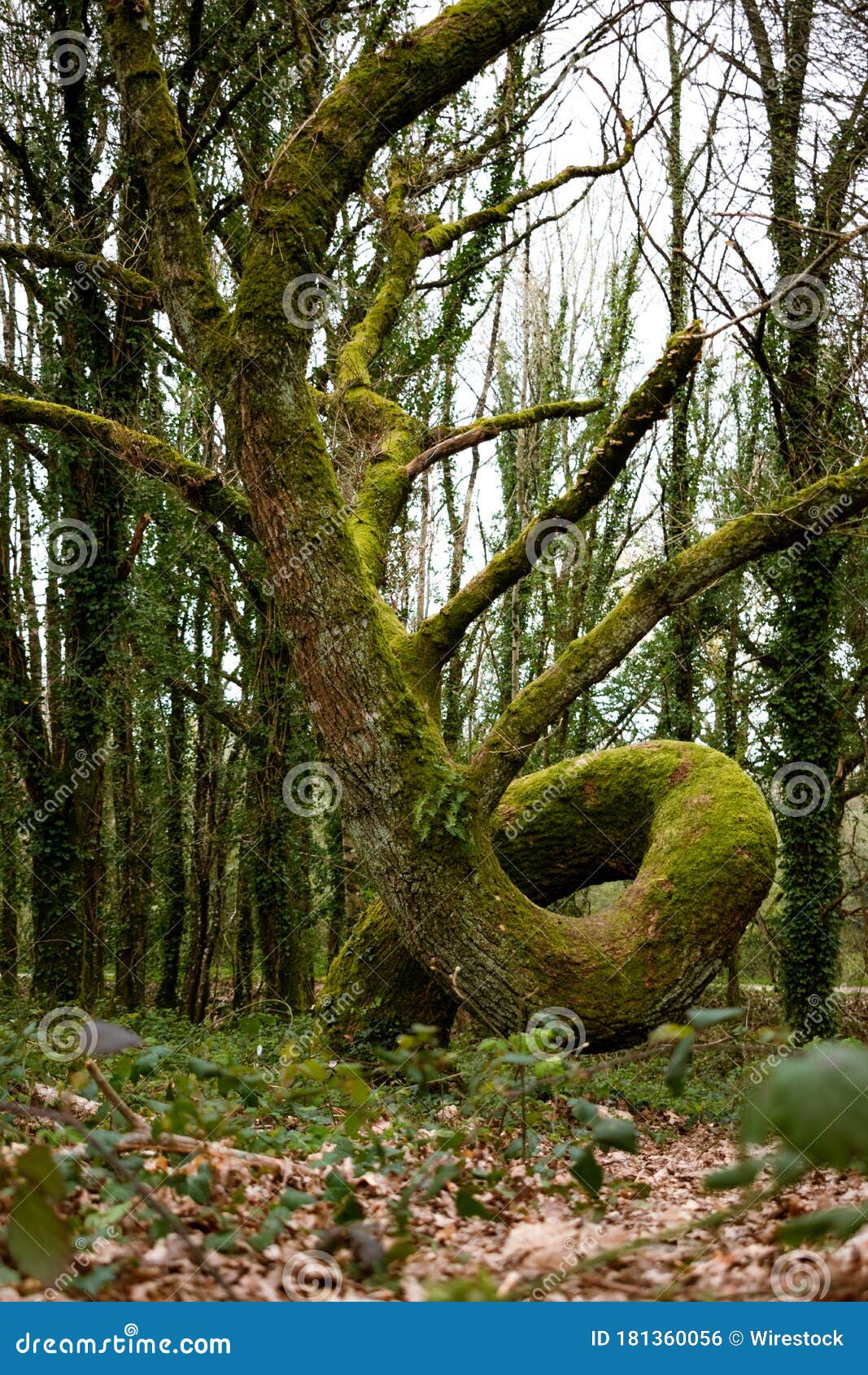 Vertical Shot of a Beautiful Twisted Moss-covered Tree Trunk in the ...