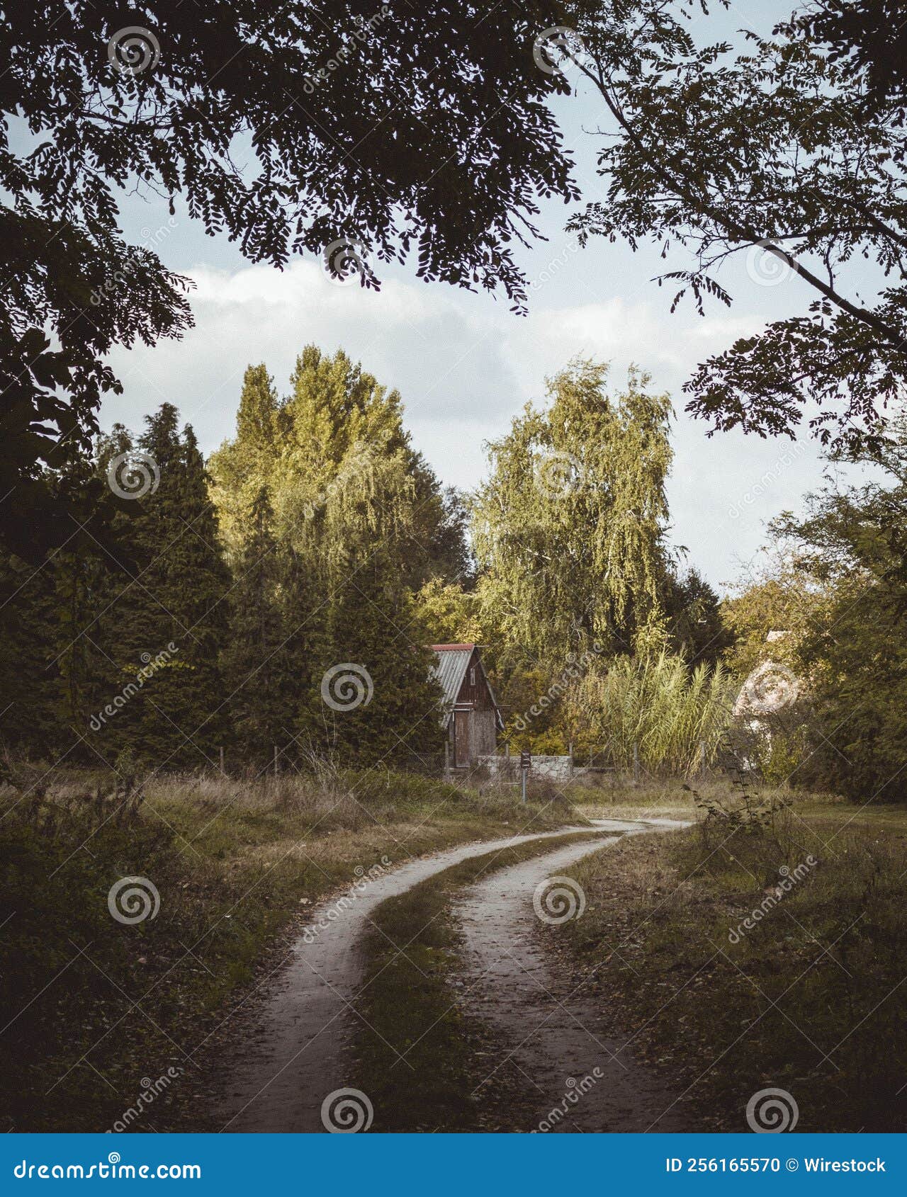 Vertical Shot of a Beautiful Walking Path among Trees Stock Photo ...