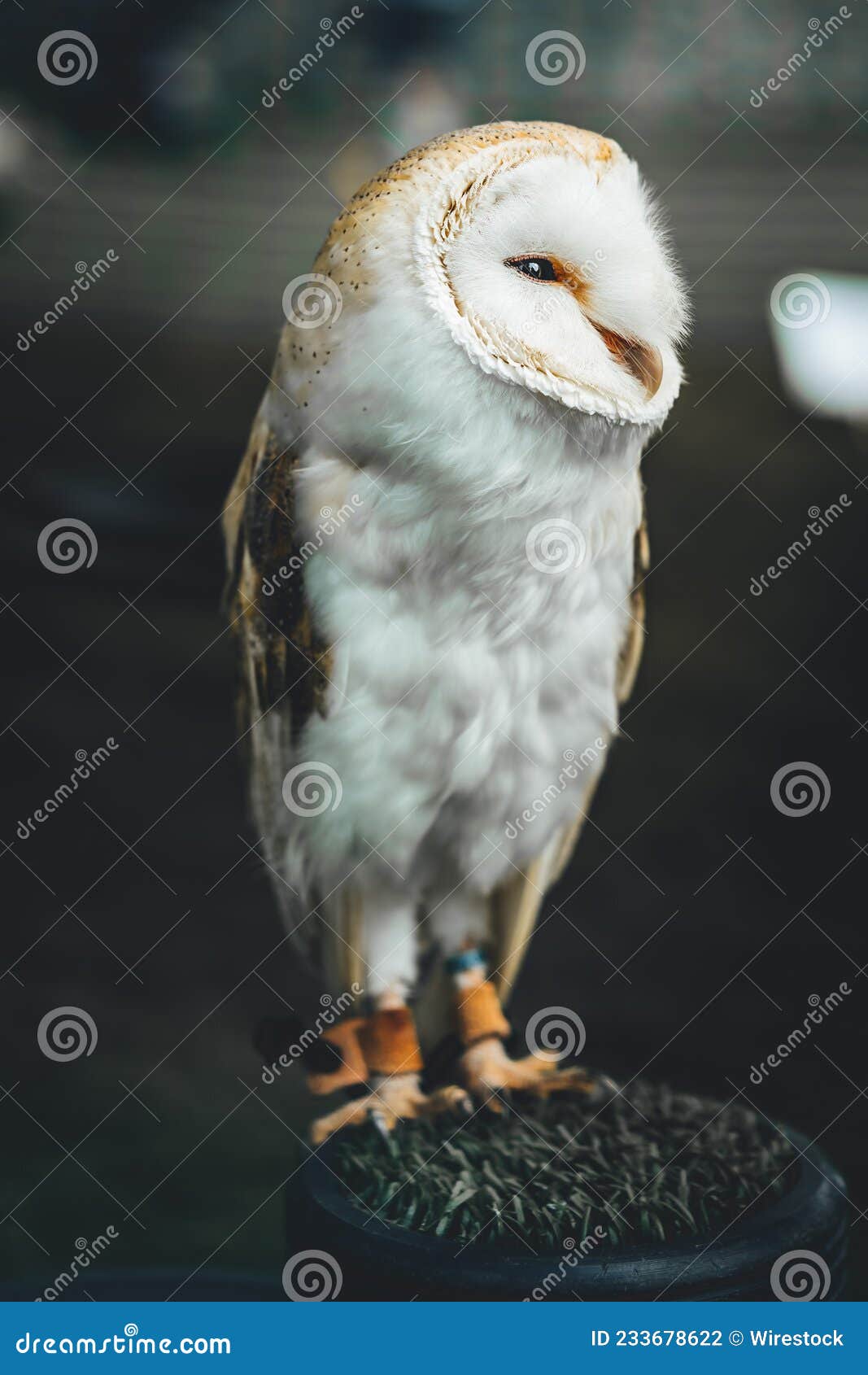 Vertical Shot of a Beautiful White Owl Stock Photo - Image of white ...
