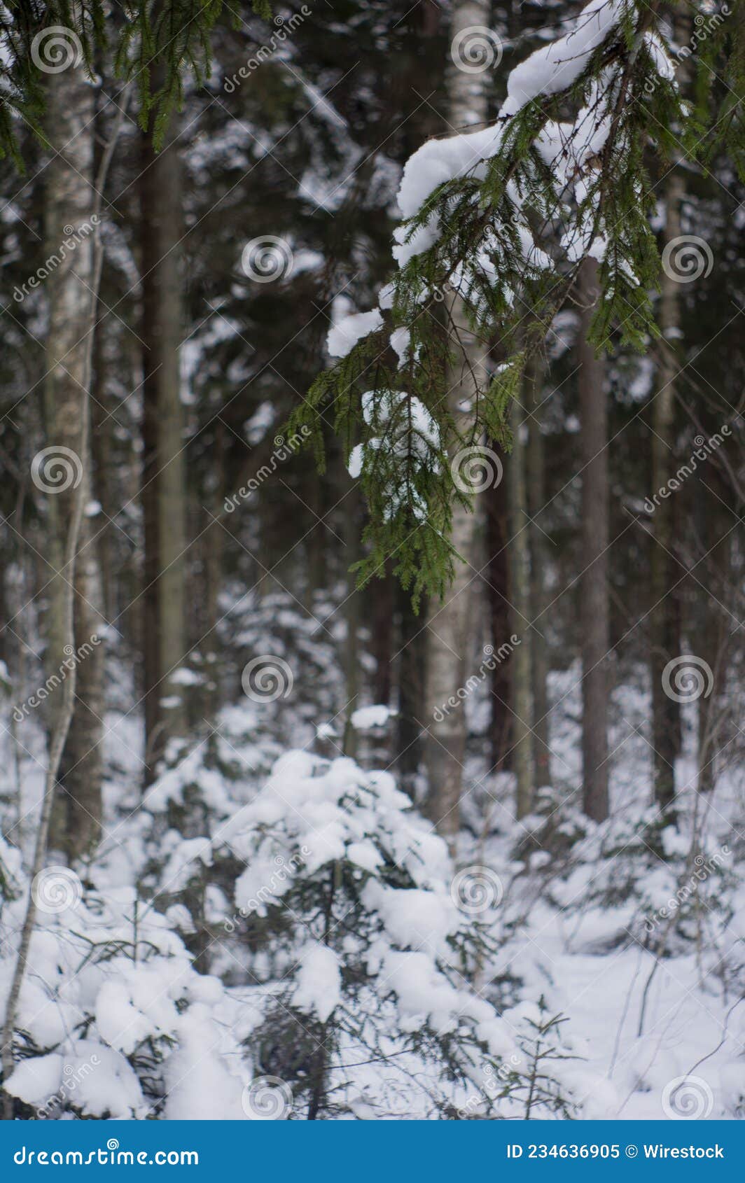 Vertical Shot of a Beautiful Winter Landscape. Stock Image - Image of ...
