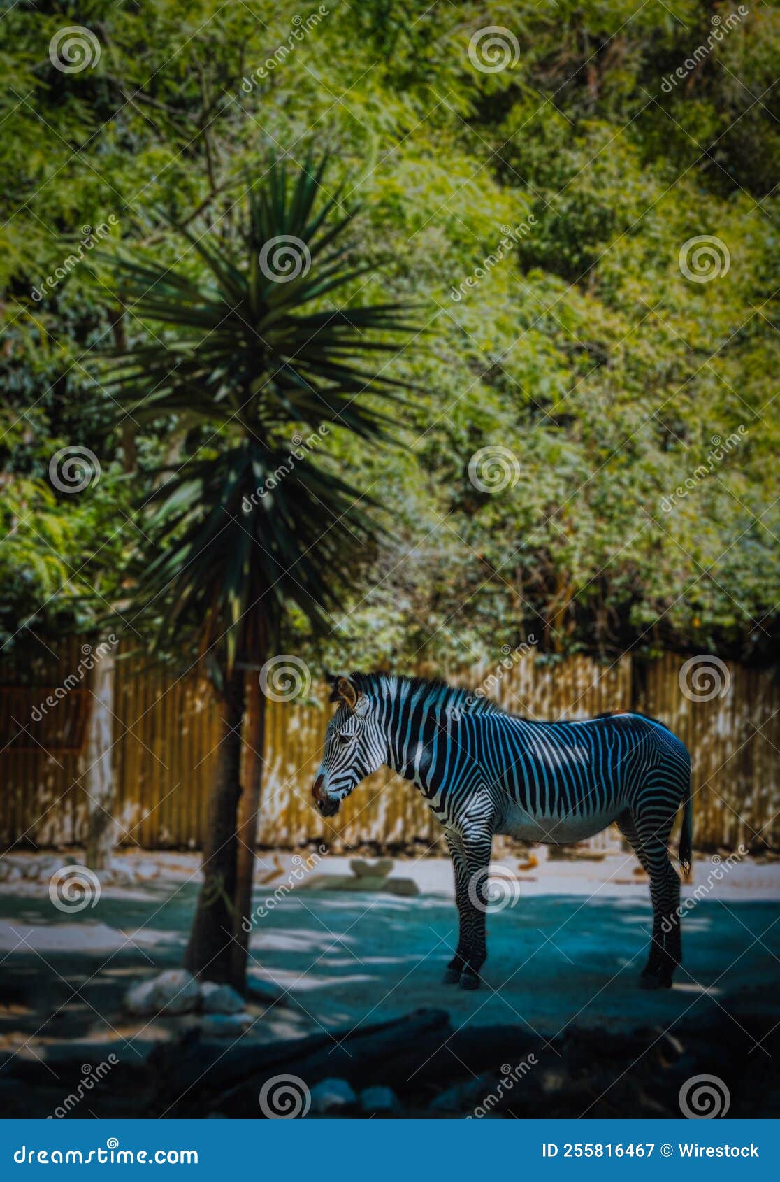 Vertical Shot of a Beautiful Zebra in the Forest Stock Image - Image of ...