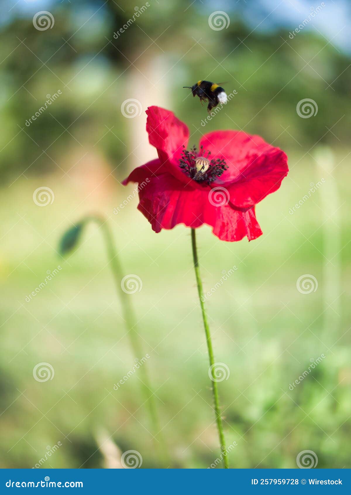 Vertical Shot of a Bee Approaching a Red Poppy Stock Photo - Image of ...