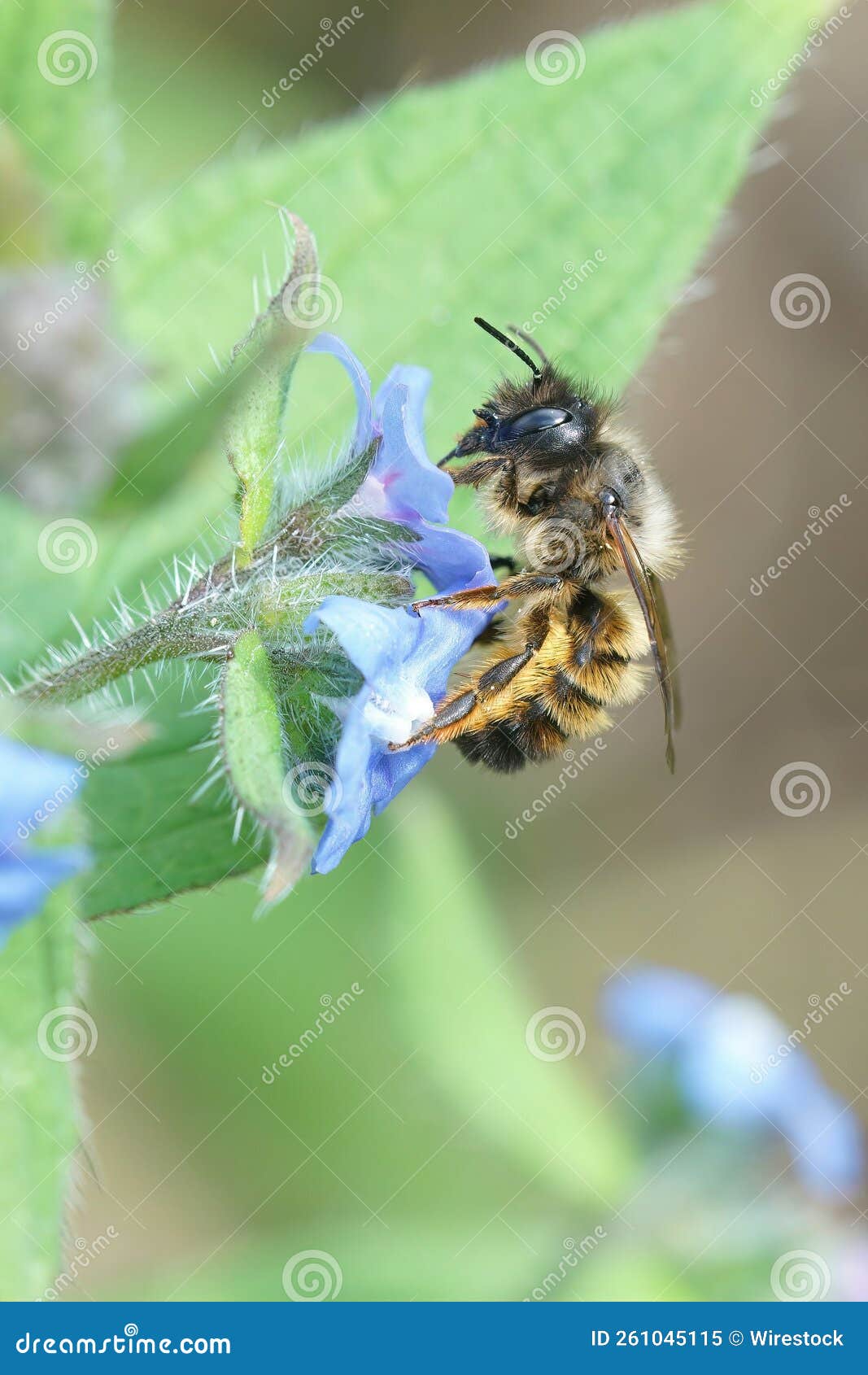 Vertical Shot of a Bee on a Flower Stock Image - Image of macro, beauty ...