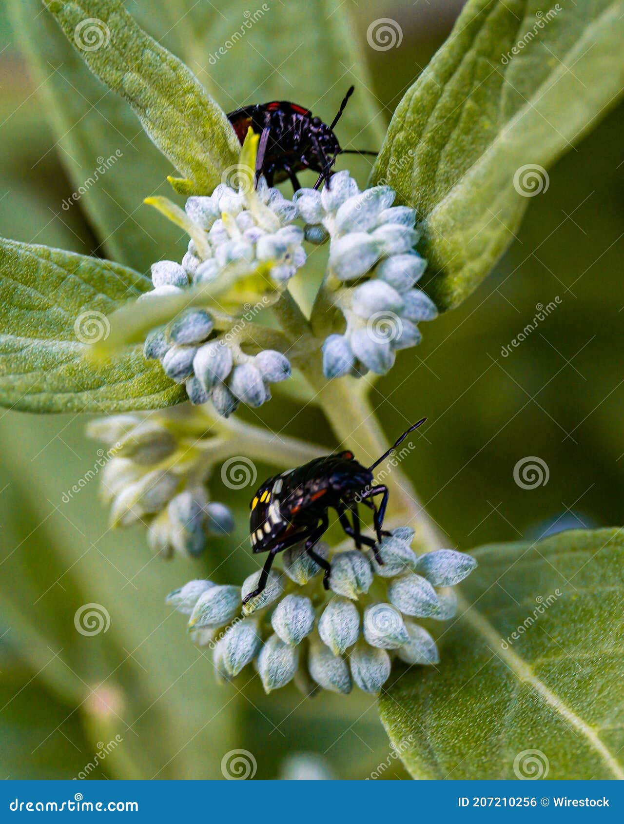 Vertical Shot of Beetles on Wildflowers Stock Photo - Image of forest ...