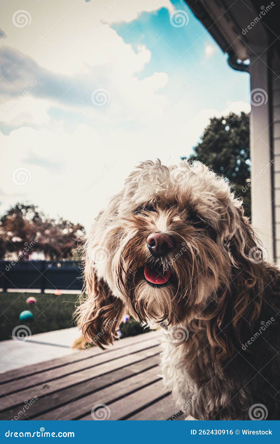 Vertical Shot of a Beige Labradoodle in a Garden Stock Photo - Image of ...