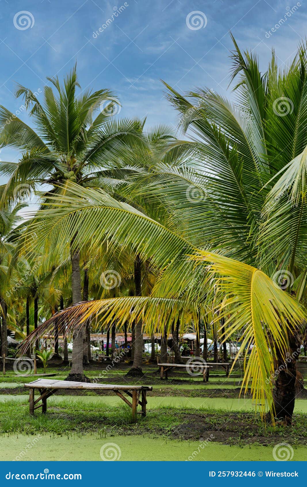 Vertical Shot of Benches Under the Palms Stock Photo - Image of view ...