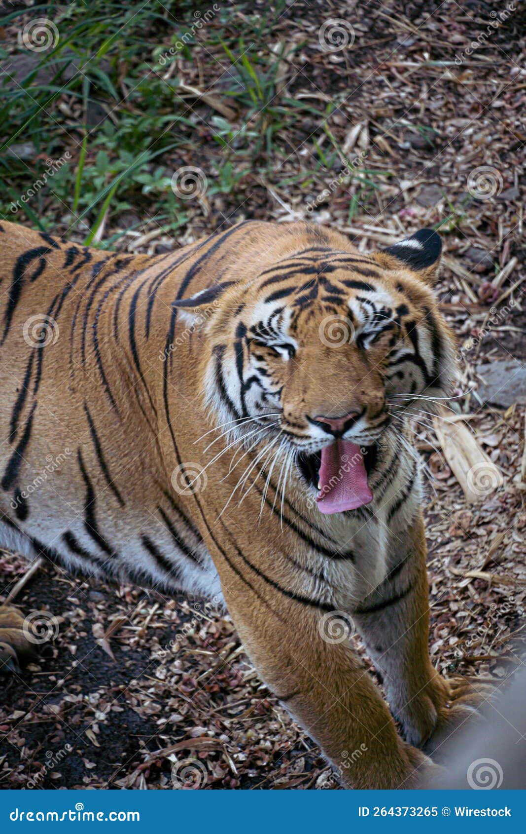 Vertical Shot of a Bengal Tiger in a Wild Nature Stock Image - Image of ...
