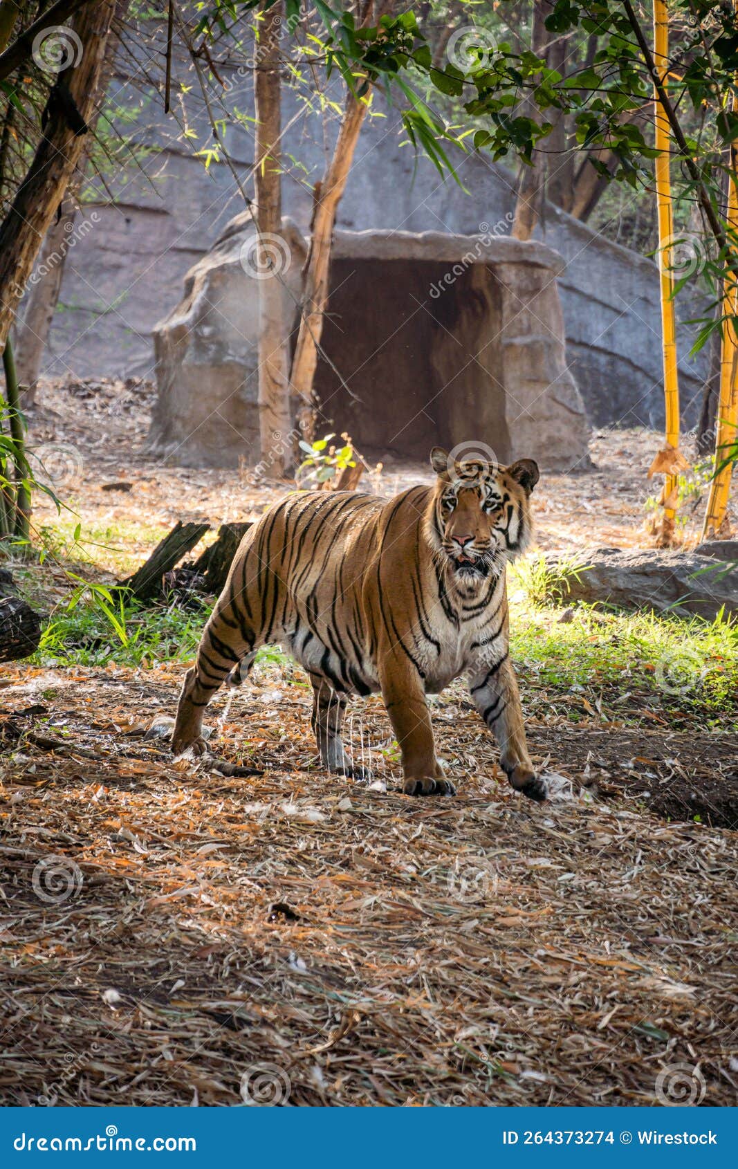 Vertical Shot of a Bengal Tiger in a Wild Nature Stock Photo - Image of ...