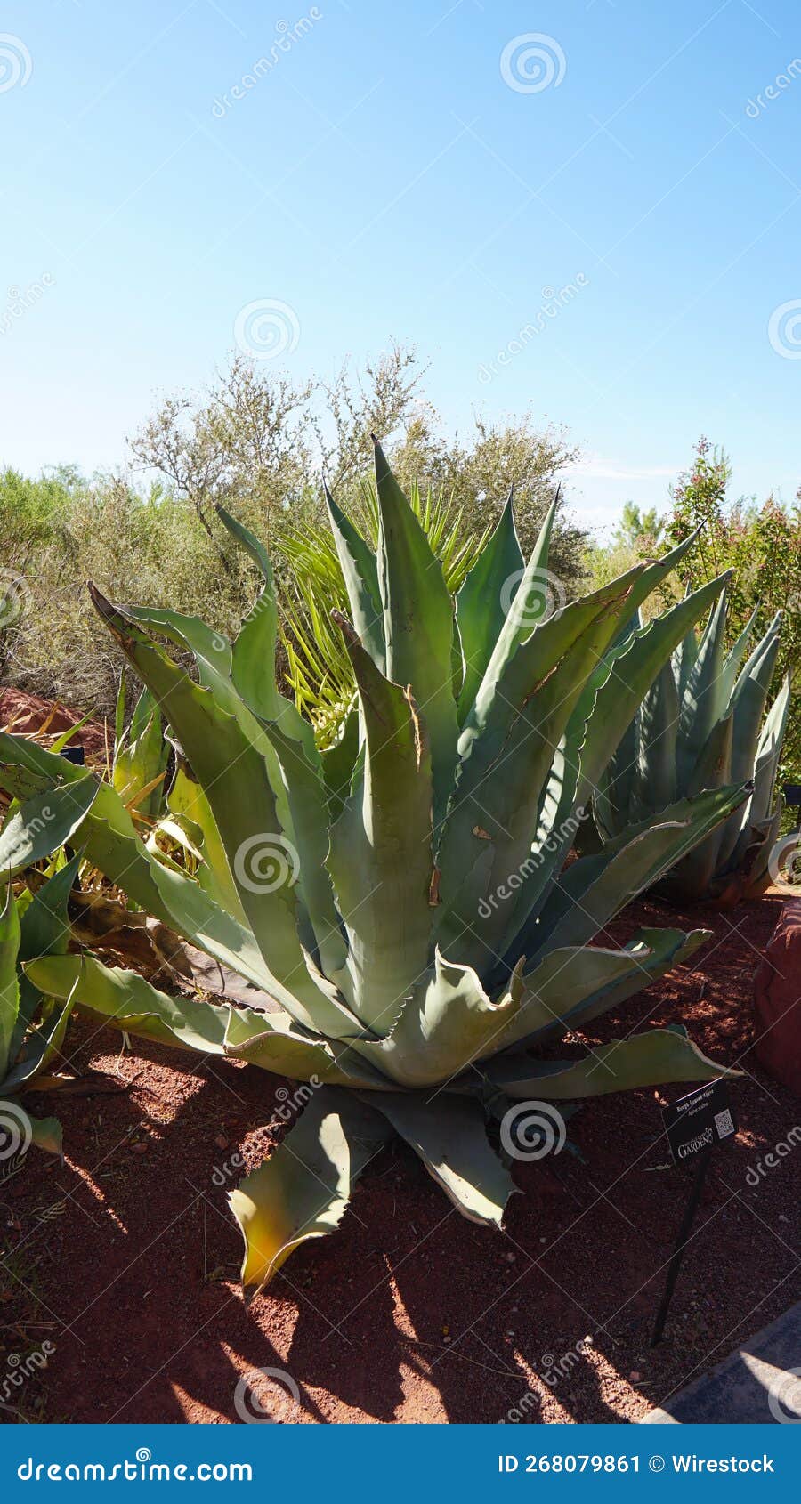 Vertical Shot of Big Agave Plants Growing in the Garden Stock Image ...