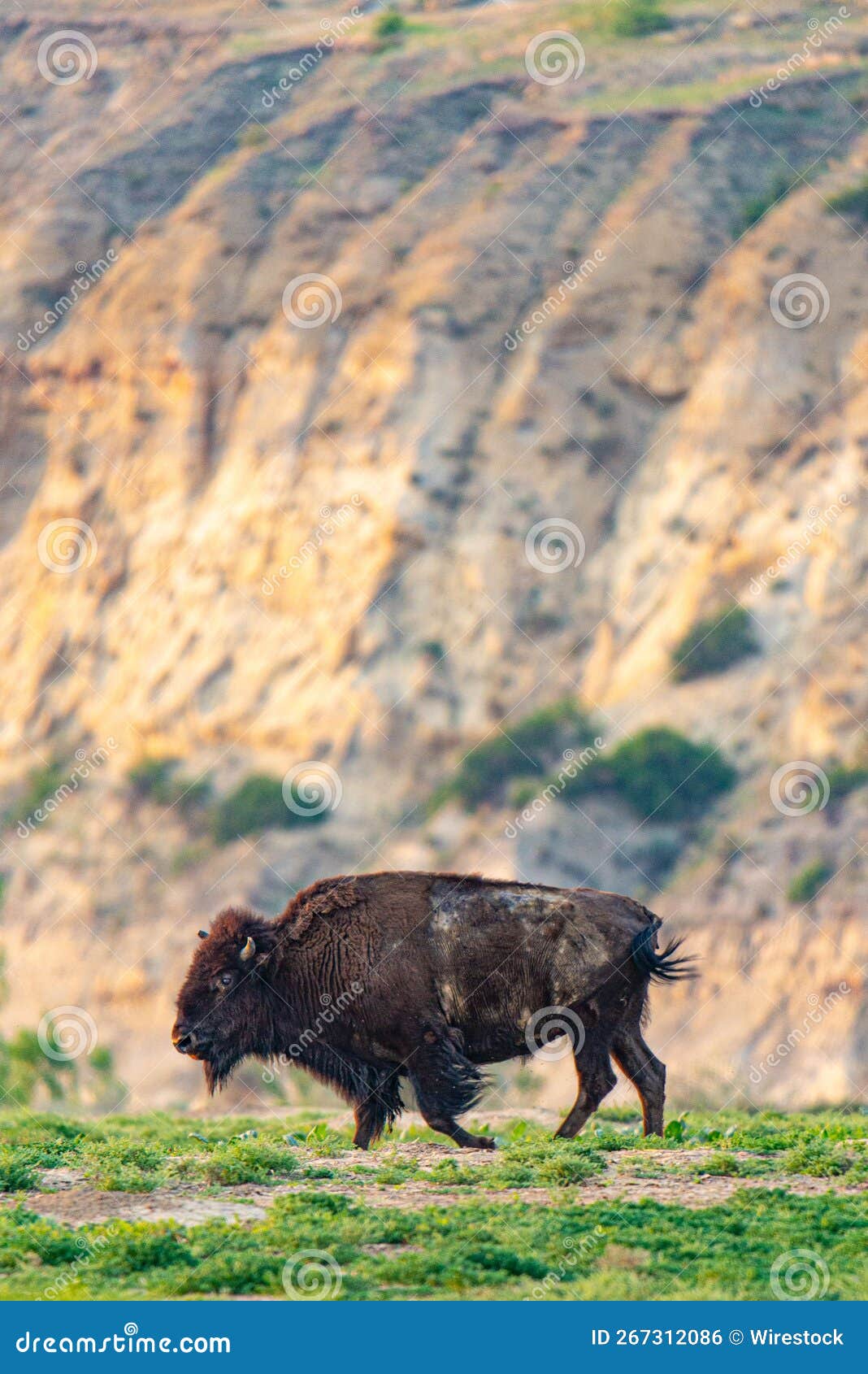 Vertical Shot of a Big Bison Walking in the Field with Mountains in the ...