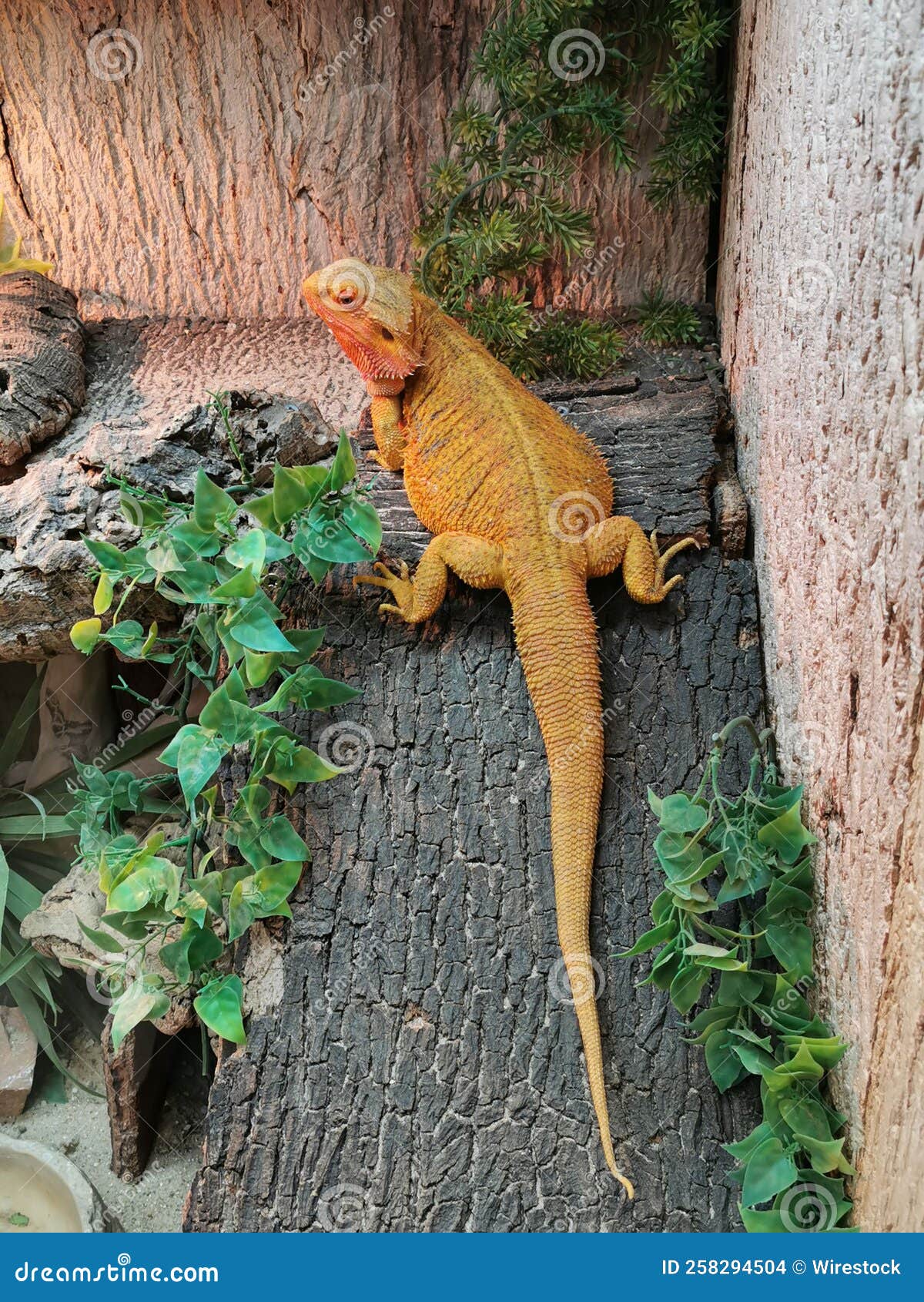 Vertical Shot of a Big Chameleon Stock Photo - Image of outdoor ...