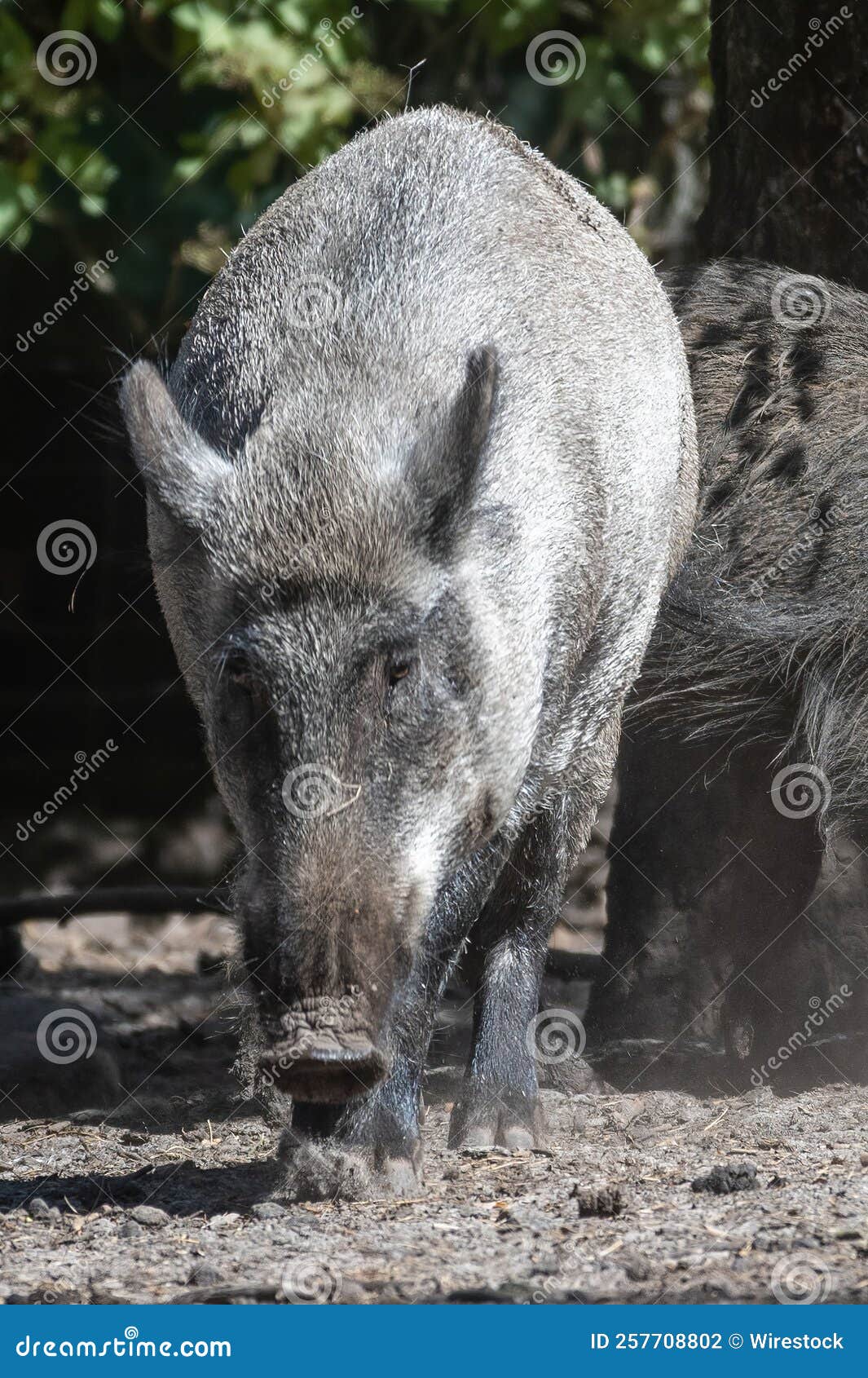 Vertical shot of a big pig stock photo. Image of wild - 257708802