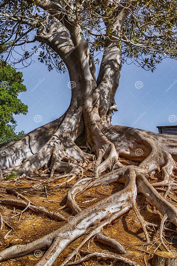 Vertical Shot of Big Roots of a Tree with a Blue Sky in the Background ...