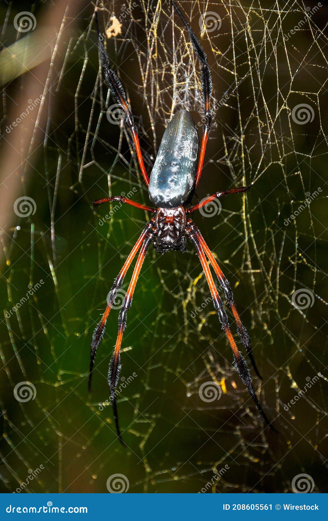 Vertical Shot of a Big Spider on a Web on the Tree Branch Stock Image ...