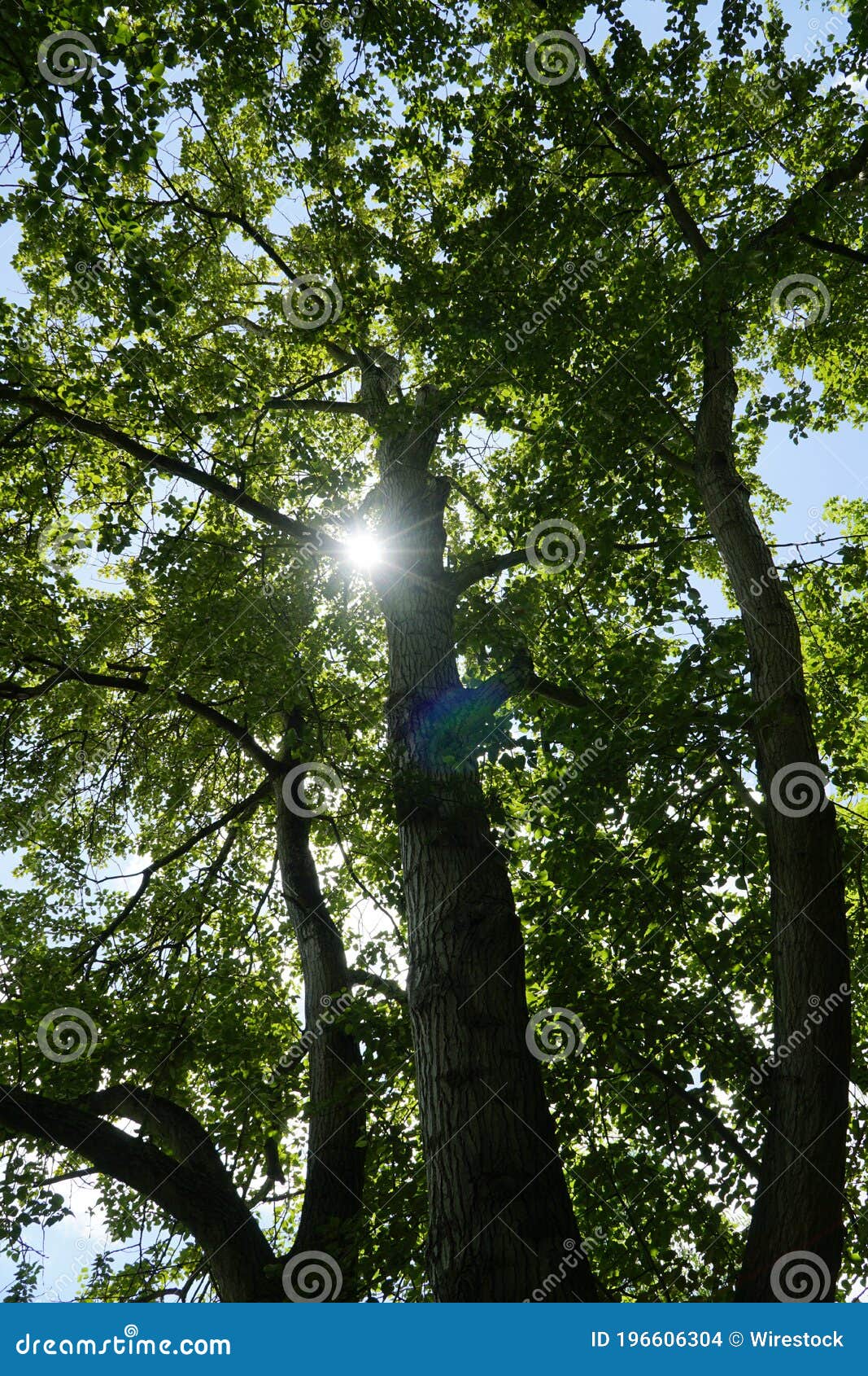 Vertical Shot of a Big Tree in the Forest Stock Photo - Image of ...