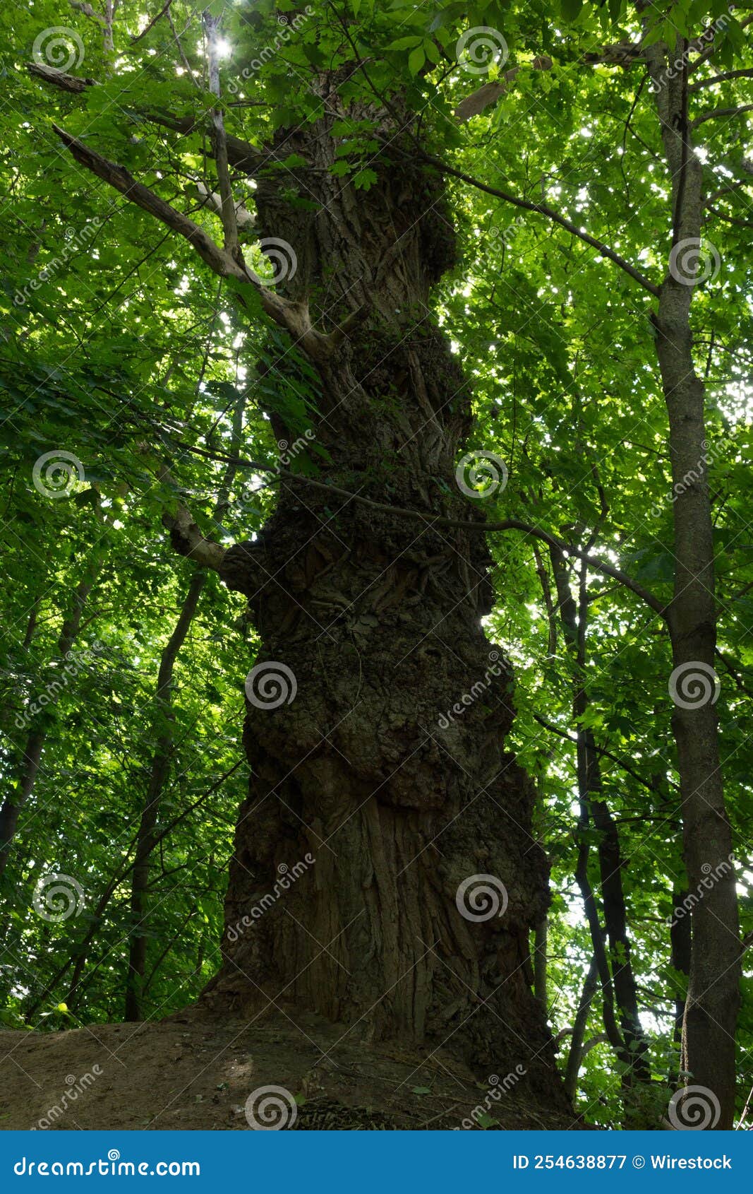 Vertical Shot of a Big Tree in the Thick Forest Full of Trees Stock ...