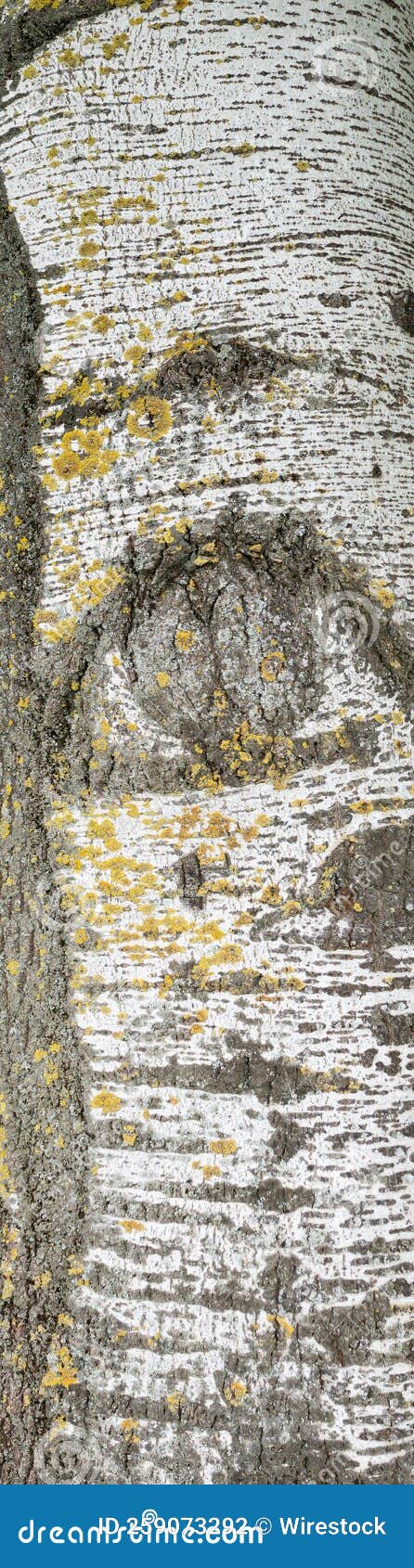 Vertical Shot of Birch Tree with Rough Surface Stock Photo - Image of ...