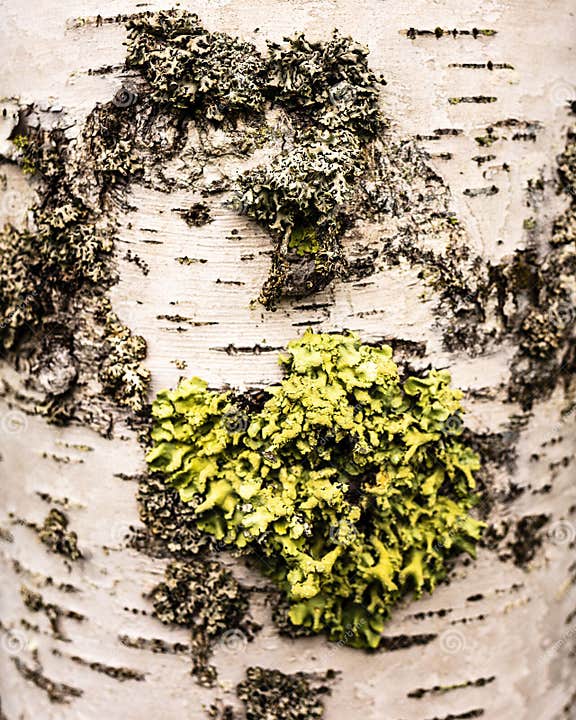 Vertical Shot of a Birch Tree Surface with a Layer of Green Moss and ...