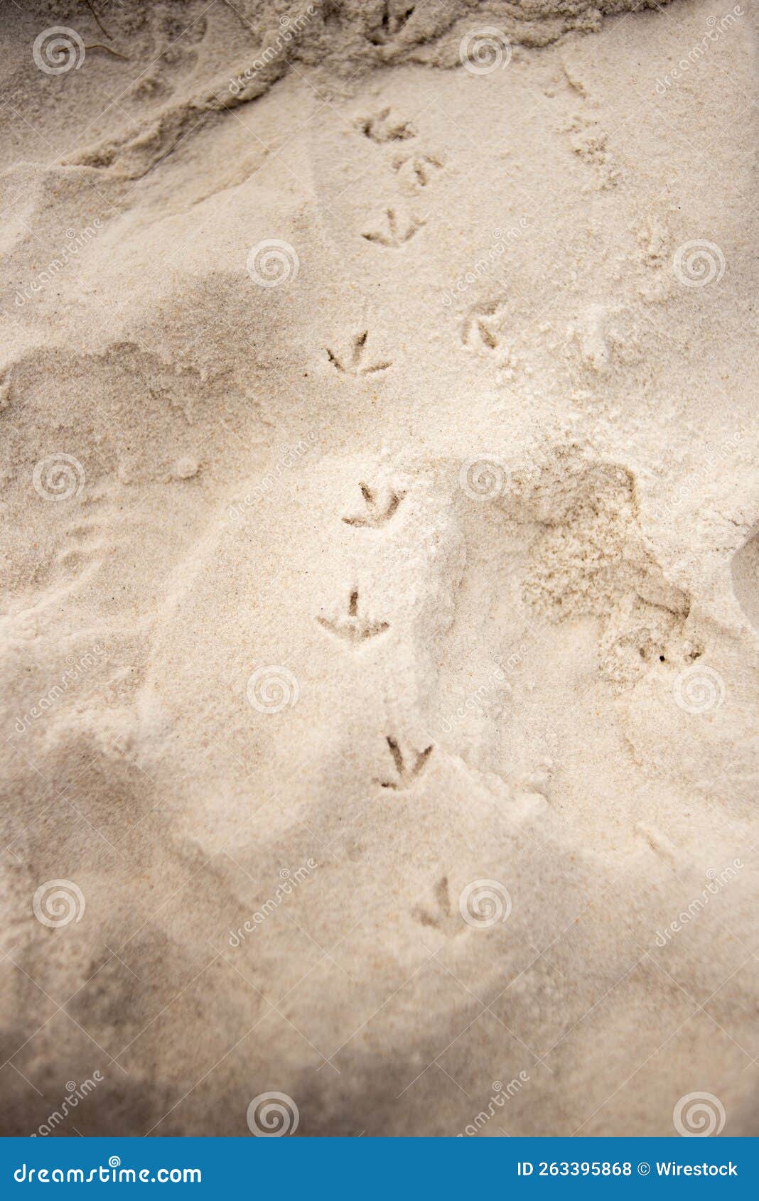 Vertical Shot of Bird Footprints on Sand Stock Photo - Image of sand ...