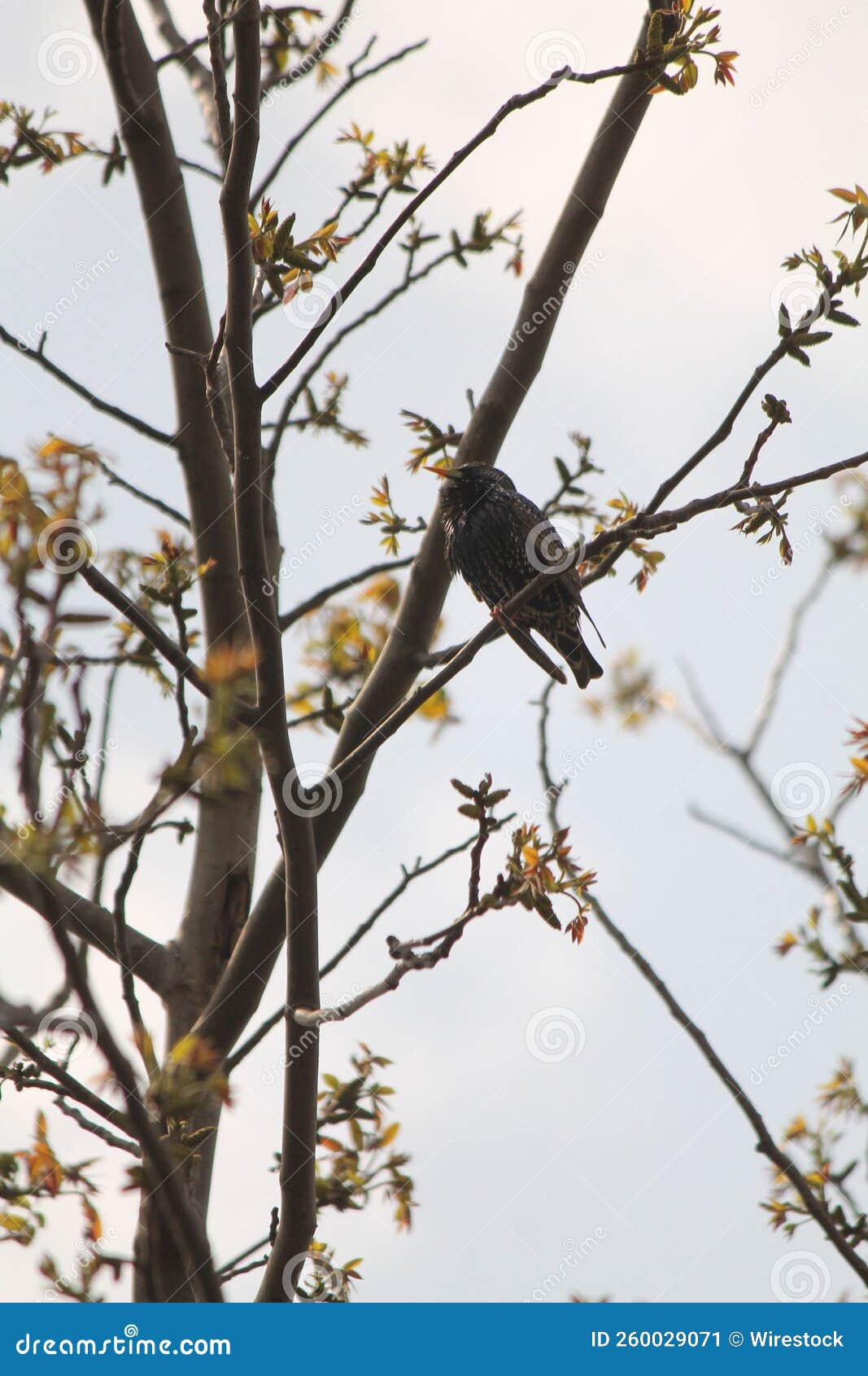 Vertical Shot of a Bird on the Tree Branch Stock Image - Image of bird ...