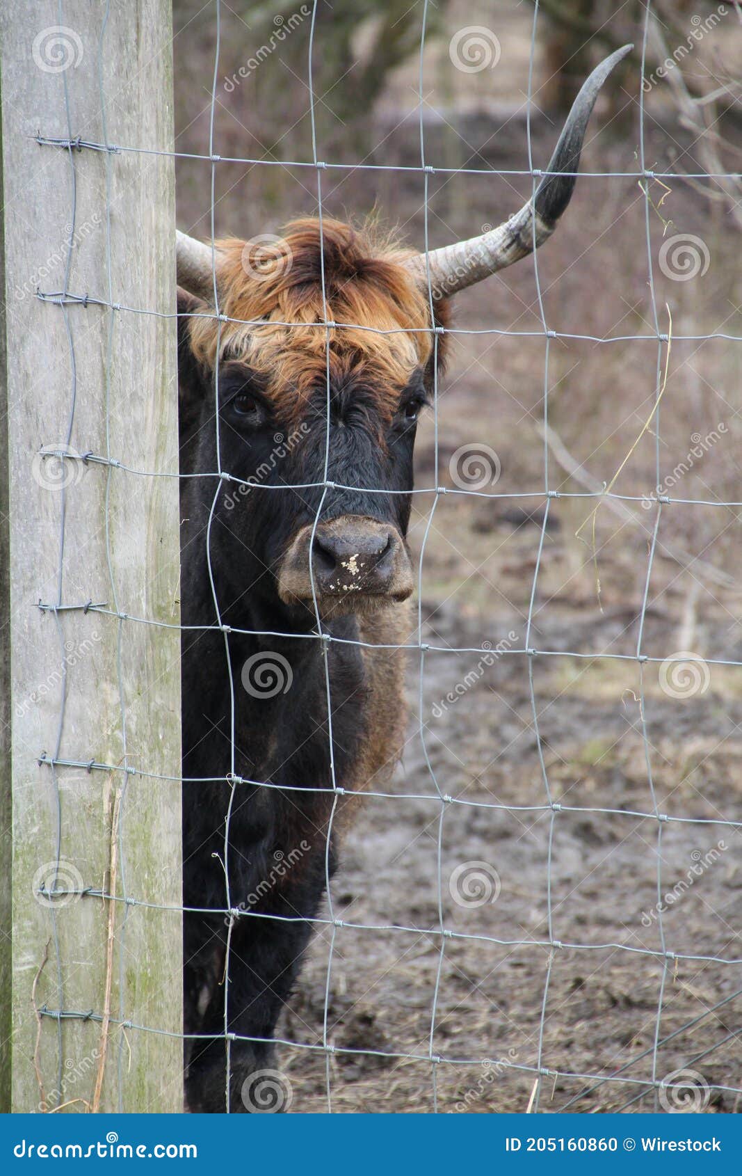 Vertical Shot of a Bison Behind the Fence Stock Photo - Image of ...
