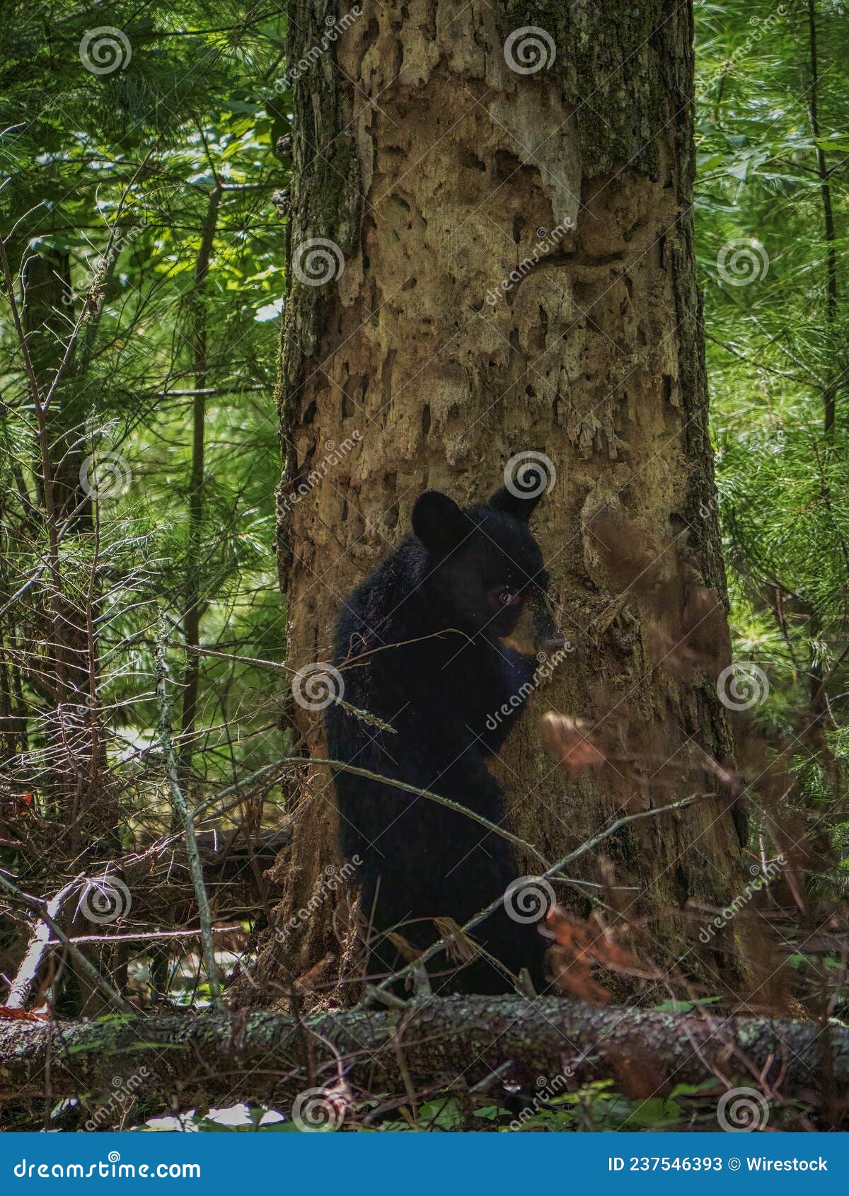 Vertical Shot of a Black Bear Climbing a Tree in a Forest Stock Image ...