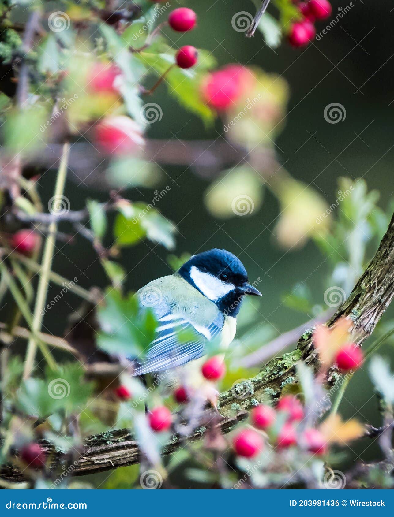 Vertical Shot of a Black-capped Chickadee on a Tree Branch Stock Photo ...