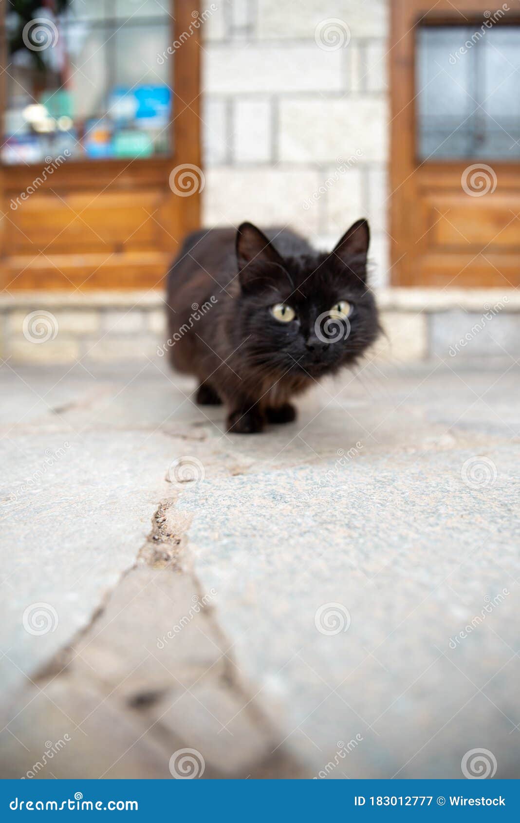 Vertical Shot of a Black Cat in Front of a Wall Stock Image - Image of ...