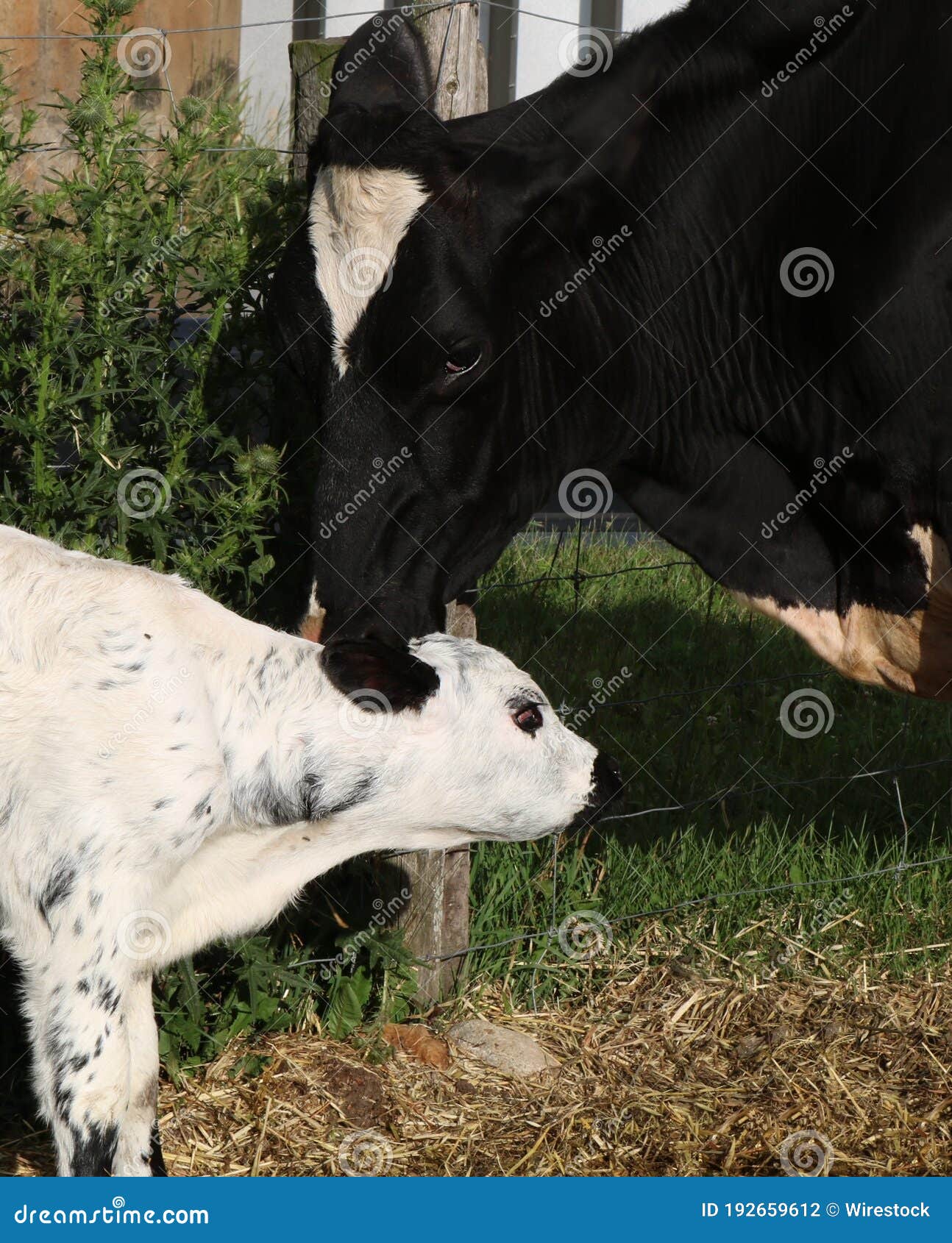 Vertical Shot of a Black Cow with a Calf in Farm Stock Photo - Image of ...