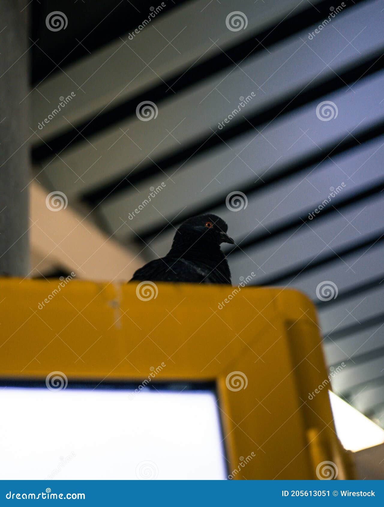 Vertical Shot of a Black Dove Behind a Bright Screen Inside a Building ...