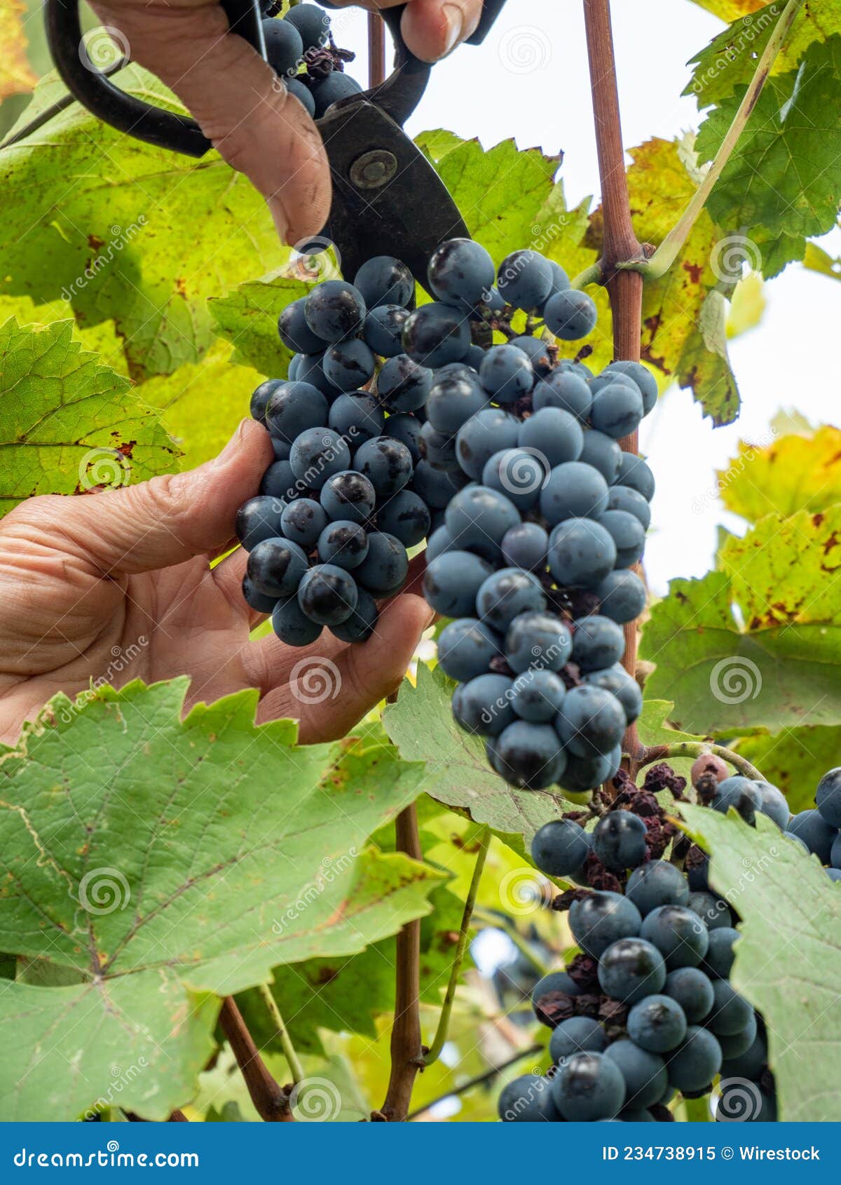 Vertical Shot of Black Grapes Growing on the Vine. Stock Image - Image ...