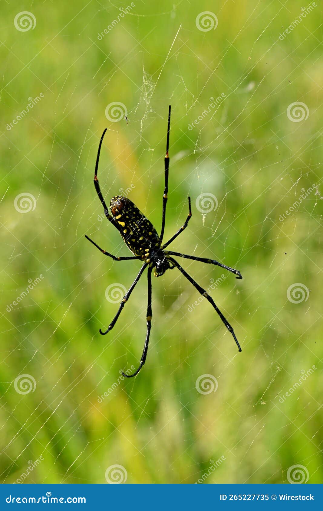 Vertical Shot of a Black Longleg Spider on Its Web Stock Image - Image ...
