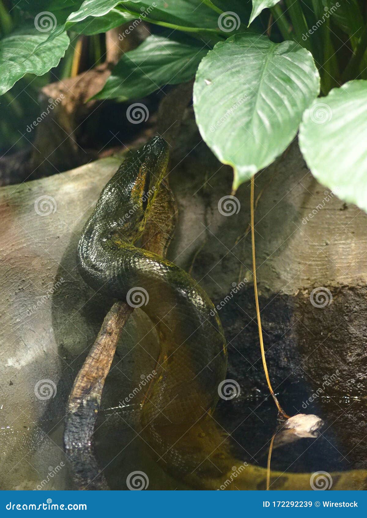 Vertical Shot of a Black Snake Under the Leaves of a Plant Stock Image ...